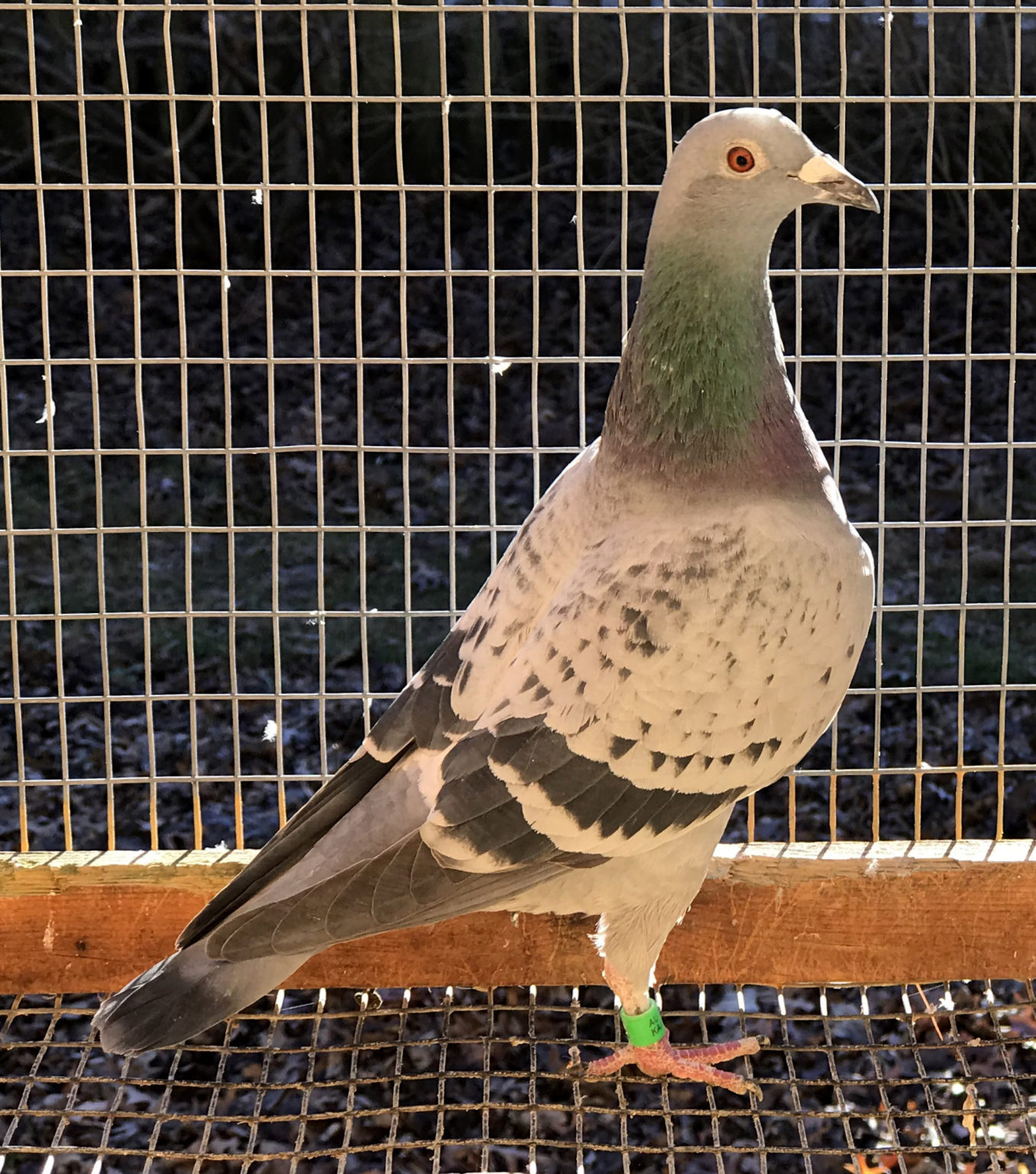 Stirling Kastle and Baker’s Revenge rack up wins in 2021 – Kastle Loft