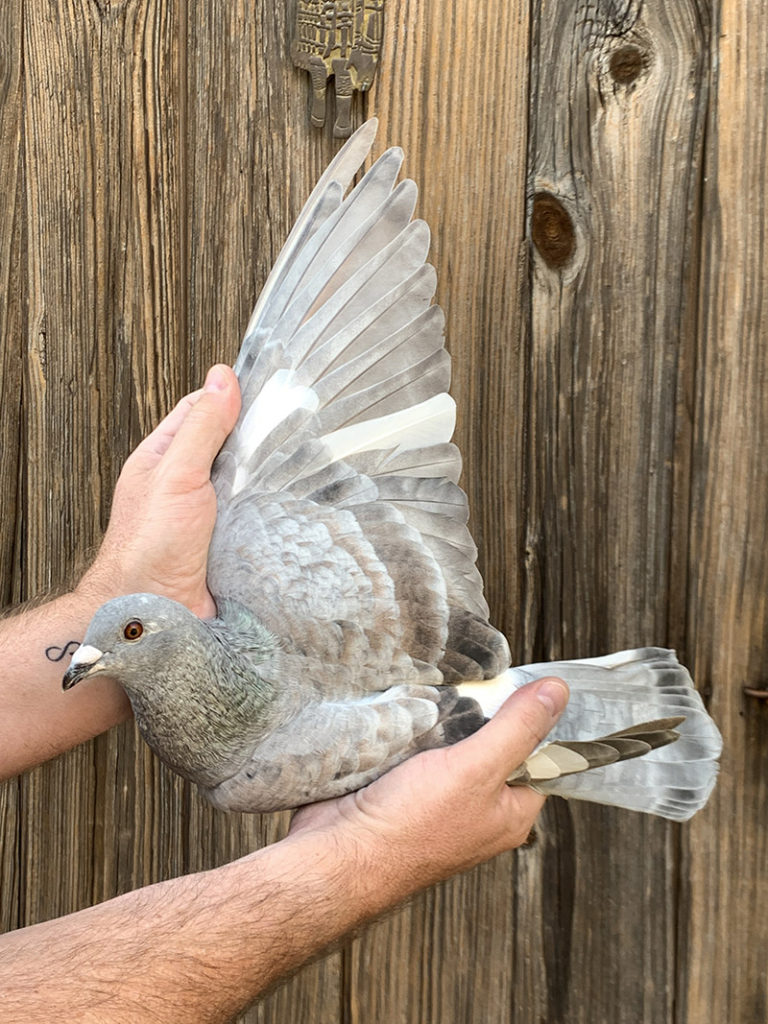 Recessive Opal Racing Pigeon Collection – Kastle Loft