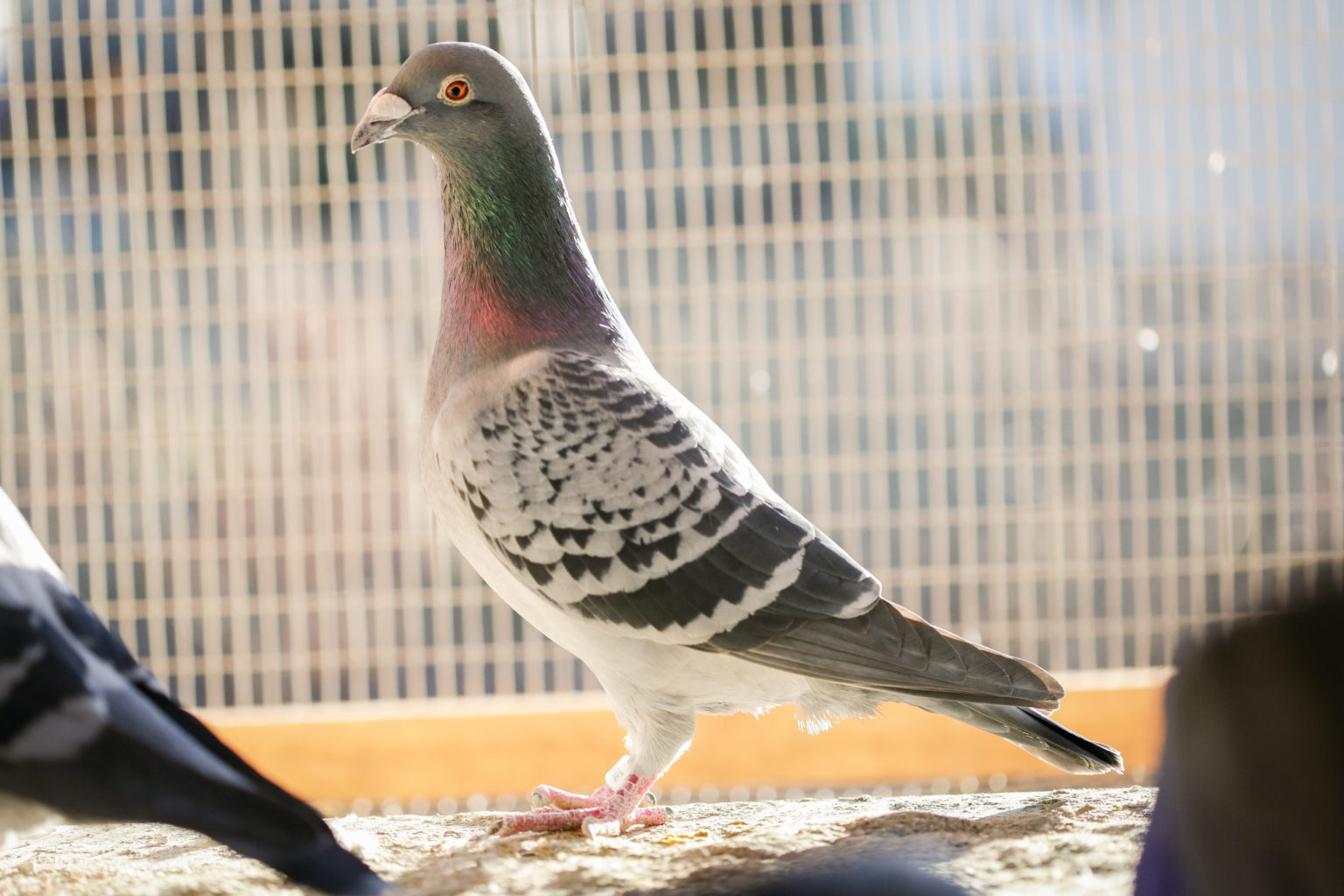 A breeding philosophy for the LDHA, DRD4, CRY1 and other racing pigeon ...
